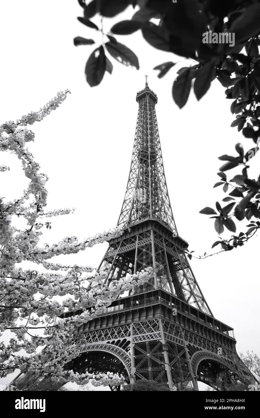 Eiffel Tower in black and white style during spring time in Paris ...