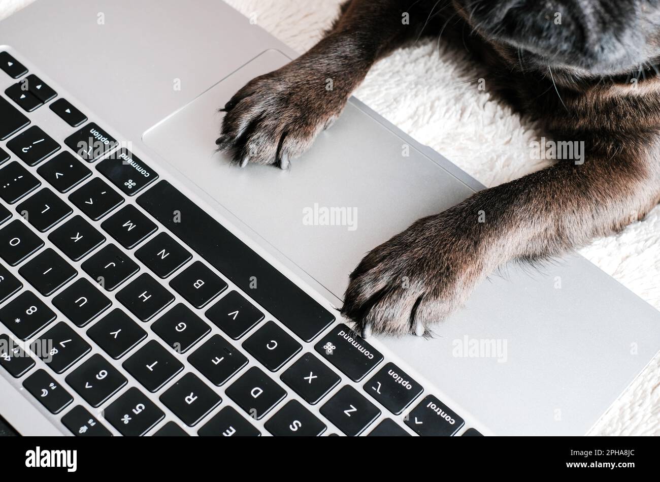 Digital device top view of pug dog with laptop hi-res stock photography ...