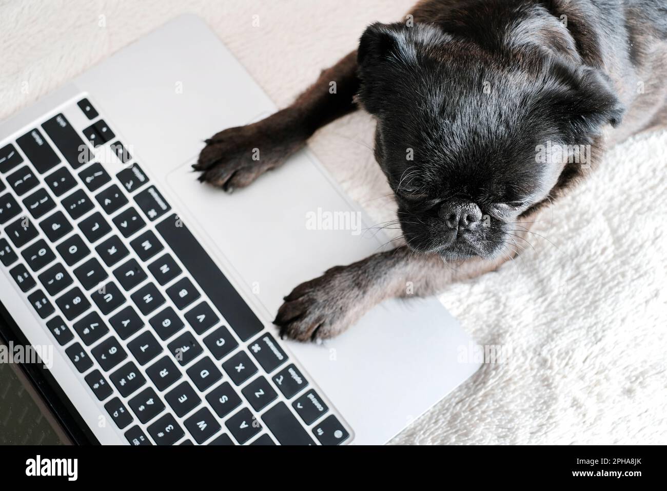 Digital device top view of pug dog with laptop hi-res stock photography ...