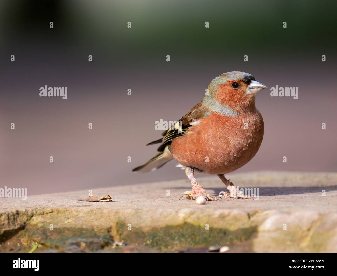 the cute chaffinch is standing Stock Photo - Alamy