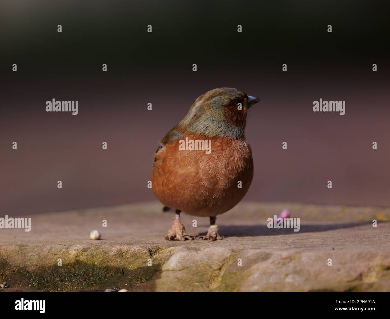 the standing bird turns its head backwards Stock Photo - Alamy