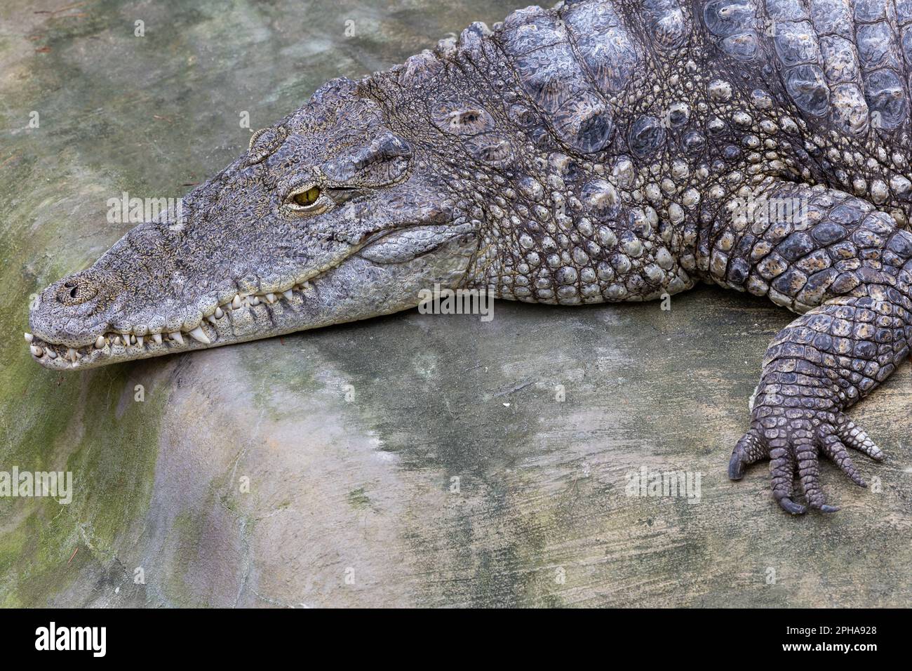 Crocodile resting on a rock. Close-up of the reptile's head Stock Photo ...