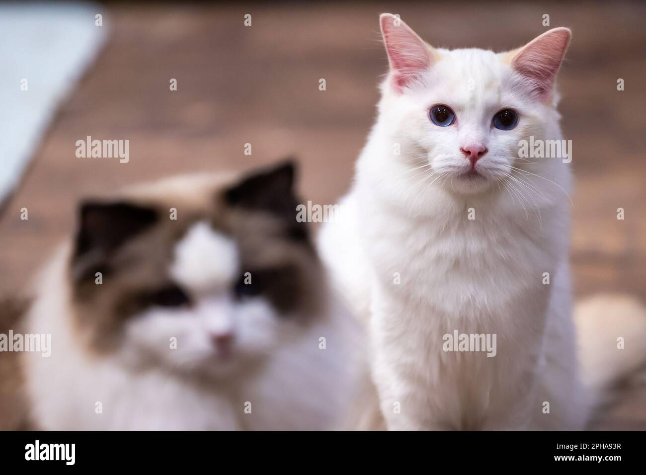 Portrait of a ragdoll cat lazily sitting on the floor. Breeding cats with a pedigree Stock Photo ...