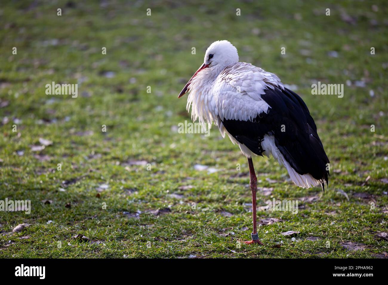 Storks walking on the grass in search of food. An enclosure for injured ...