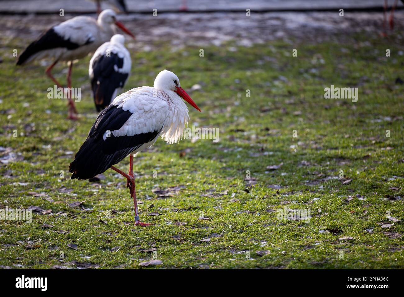 Storks walking on the grass in search of food. An enclosure for injured ...