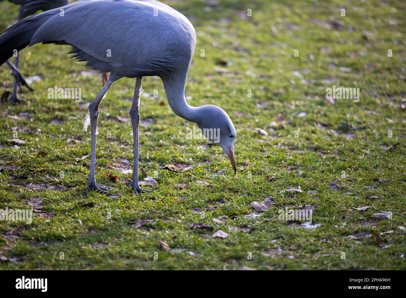 Blue cranes walking on the grass in search of food. An enclosure for ...