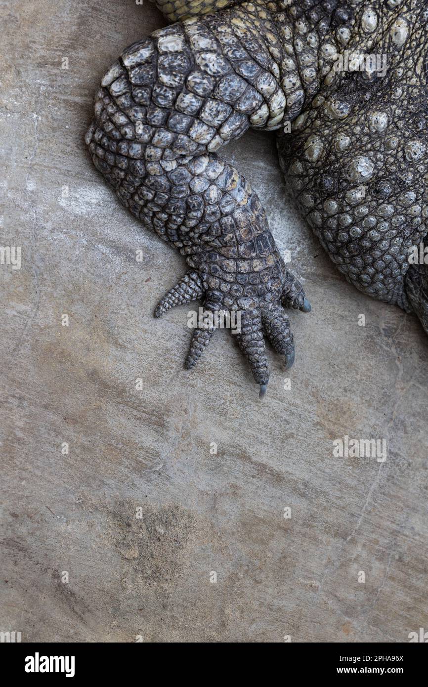 Close-up of a crocodile's paw resting on a rock. Breeding predators in ...