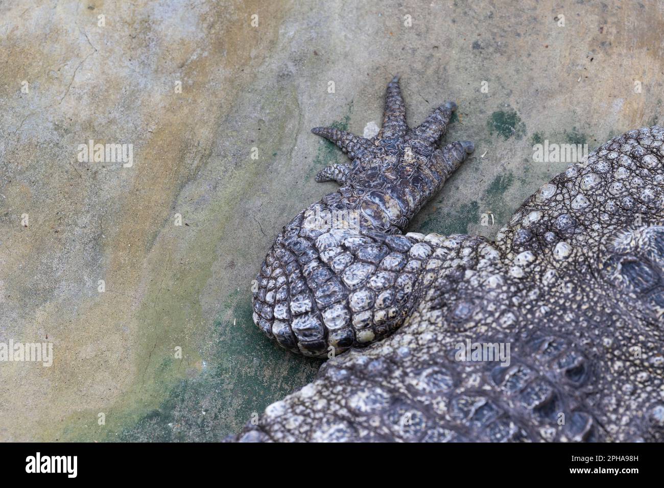 Crocodiles paw hi-res stock photography and images - Alamy