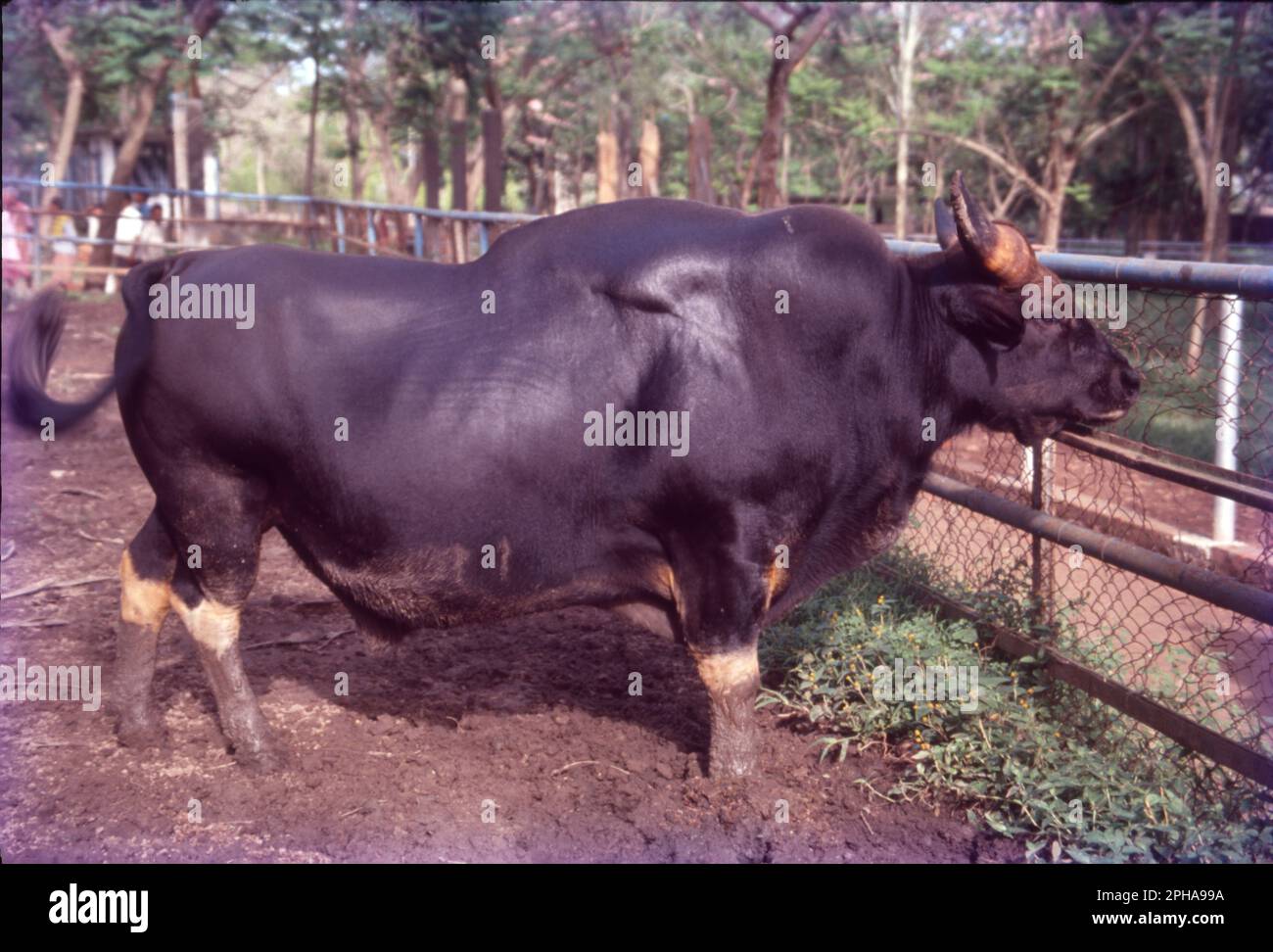 The wild water buffalo, also called Asian buffalo, Asiatic buffalo and ...