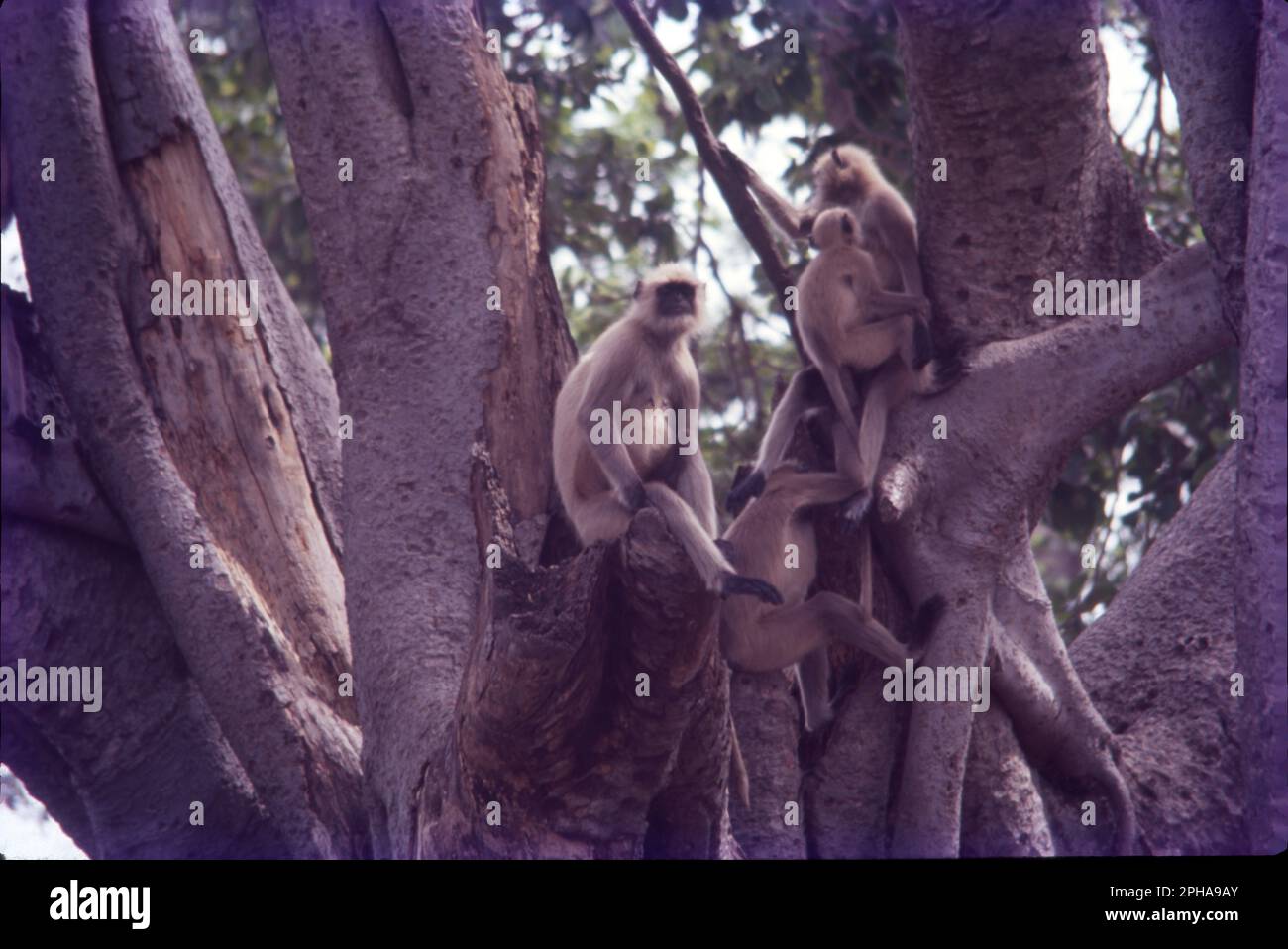 Among all other macaques in India, rhesus monkey (Macaca mulatta) is ...