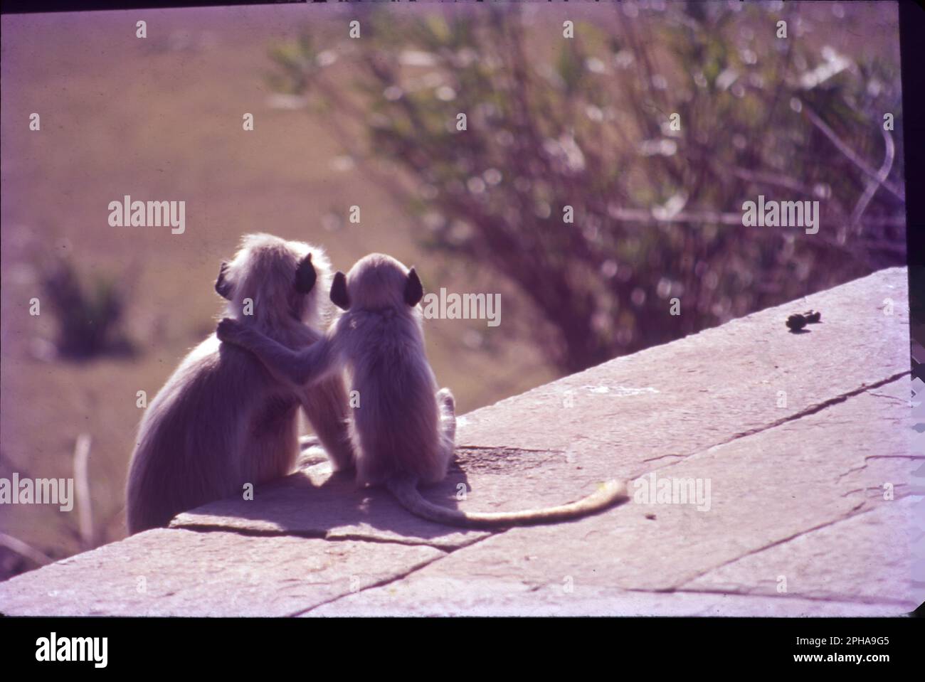 Among all other macaques in India, rhesus monkey (Macaca mulatta) is ...