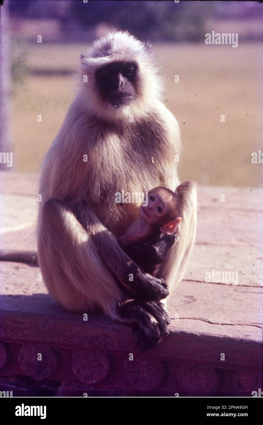 Among all other macaques in India, rhesus monkey (Macaca mulatta) is ...