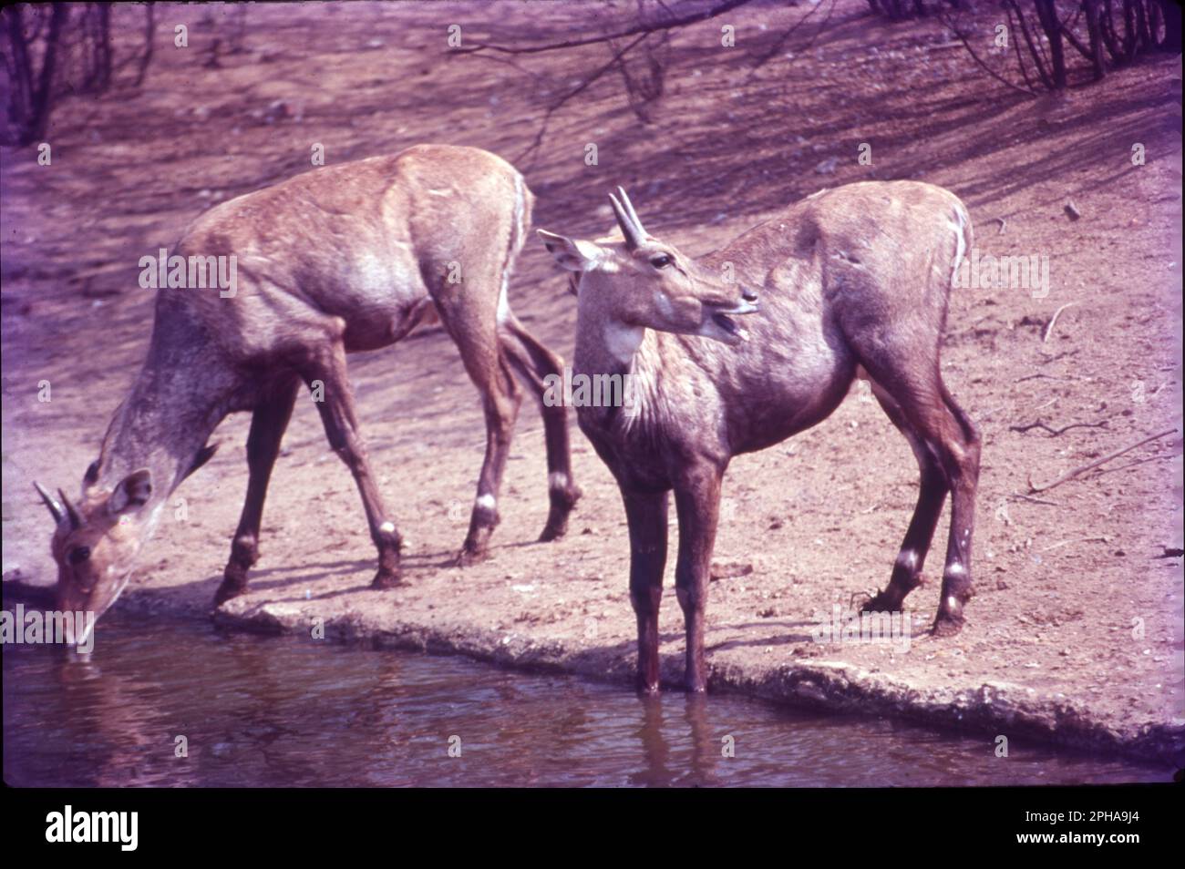 The nilgai is the largest antelope of Asia, and is ubiquitous across ...