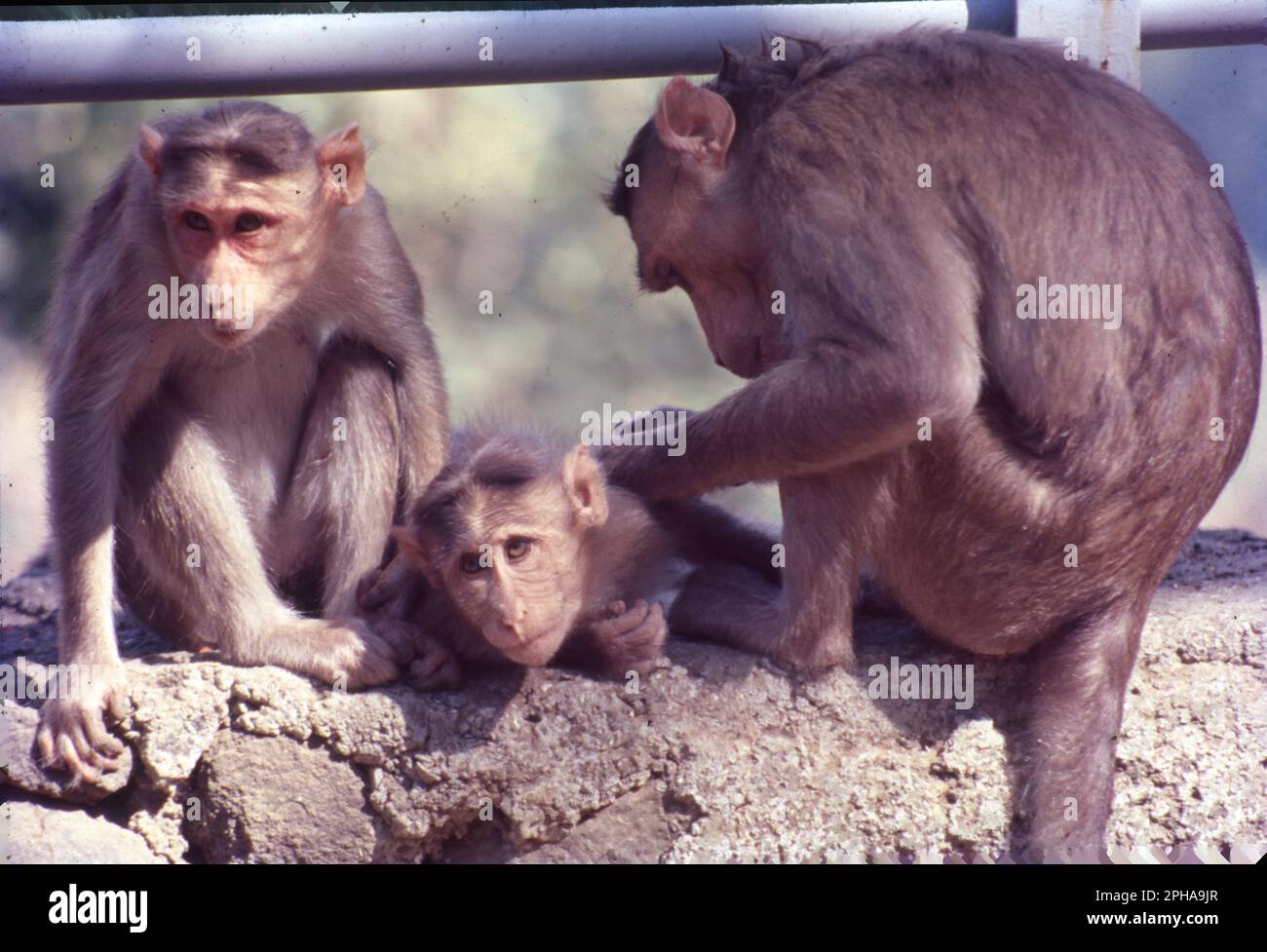 Among all other macaques in India, rhesus monkey (Macaca mulatta) is the most common monkey and ...
