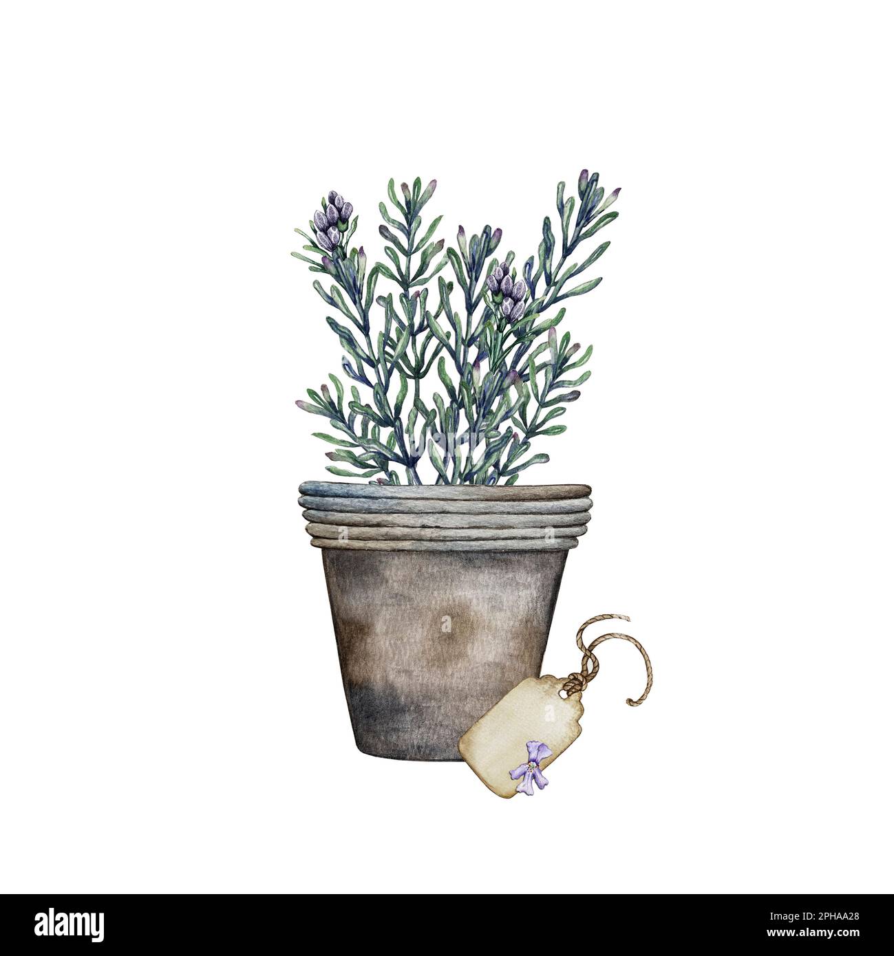 composition of rosemary and tag Stock Photo - Alamy
