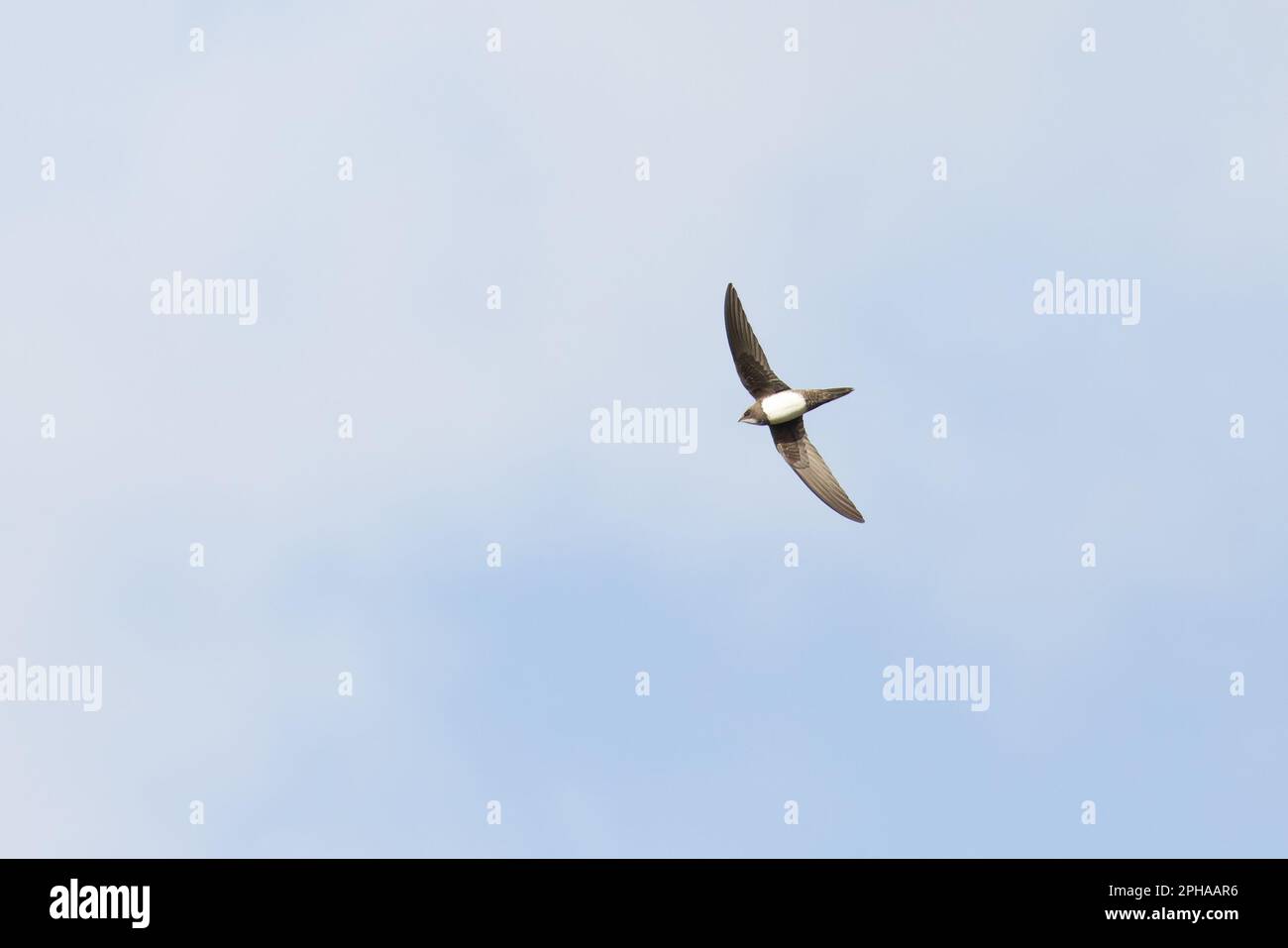 Alpine Swift (Tachymarptis melba) flying after insects hunting Cromer ...