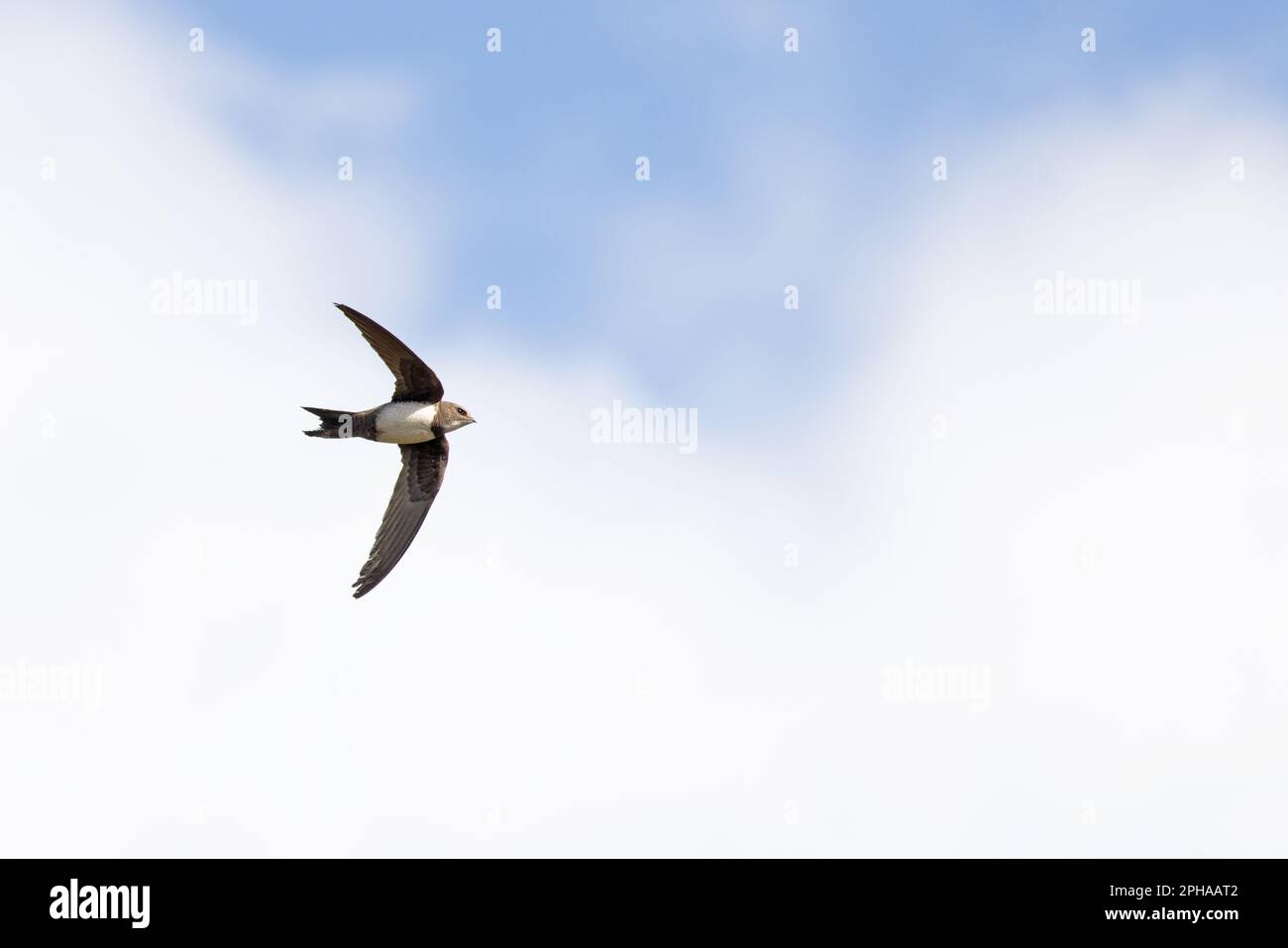 Alpine Swift (Tachymarptis melba) flying after insects hunting Cromer ...
