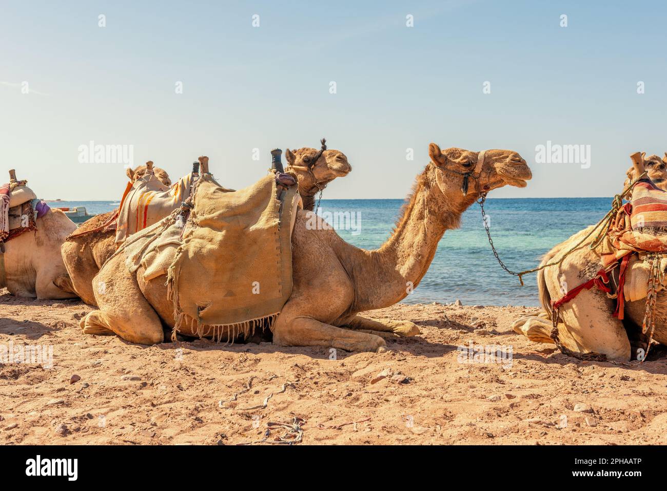 Camels resting on the Egyptian beach. Camelus dromedarius. Summertime ...