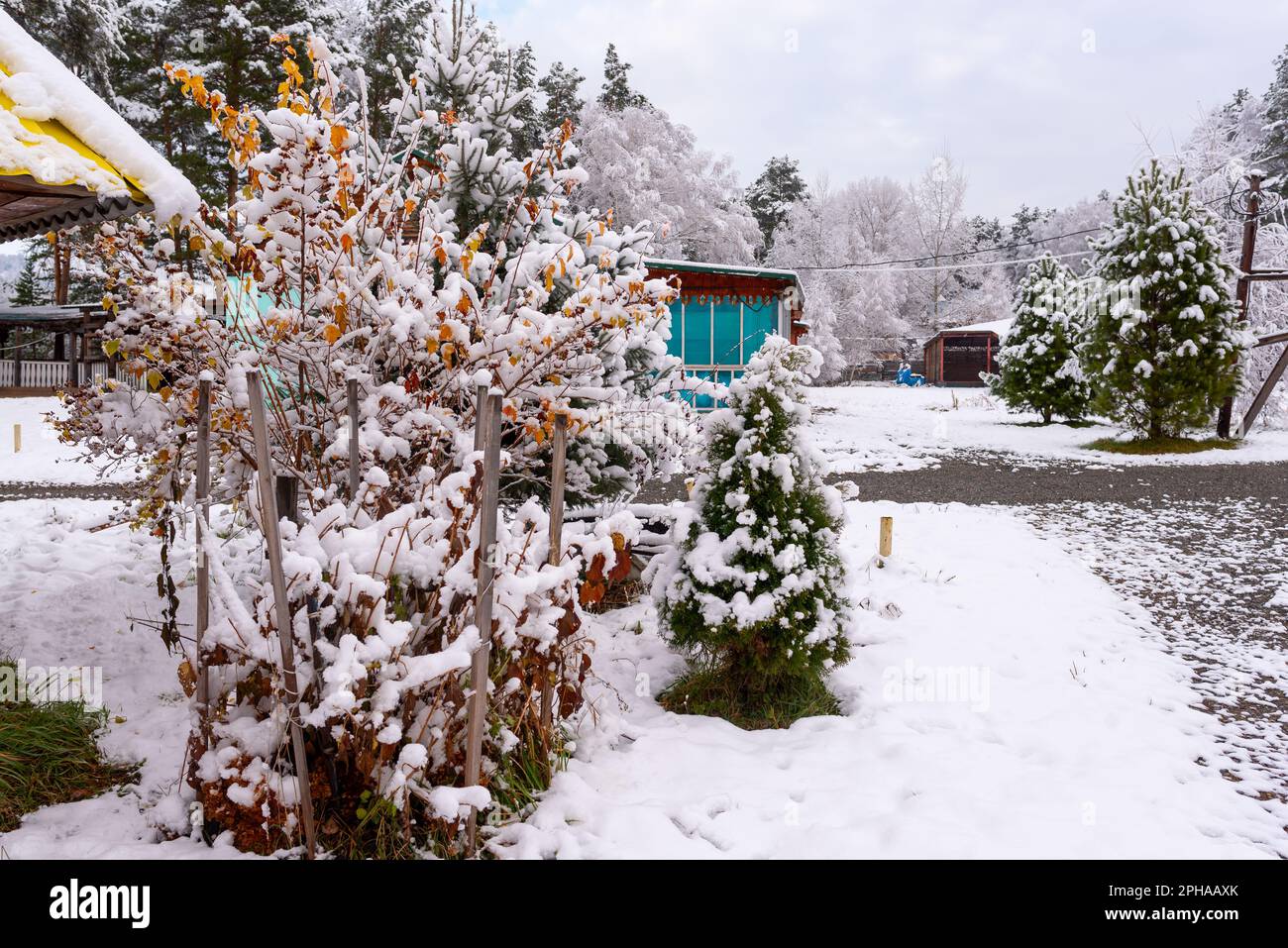 Spruce trees and bushes in the snow on a rural plot in winter in the ...