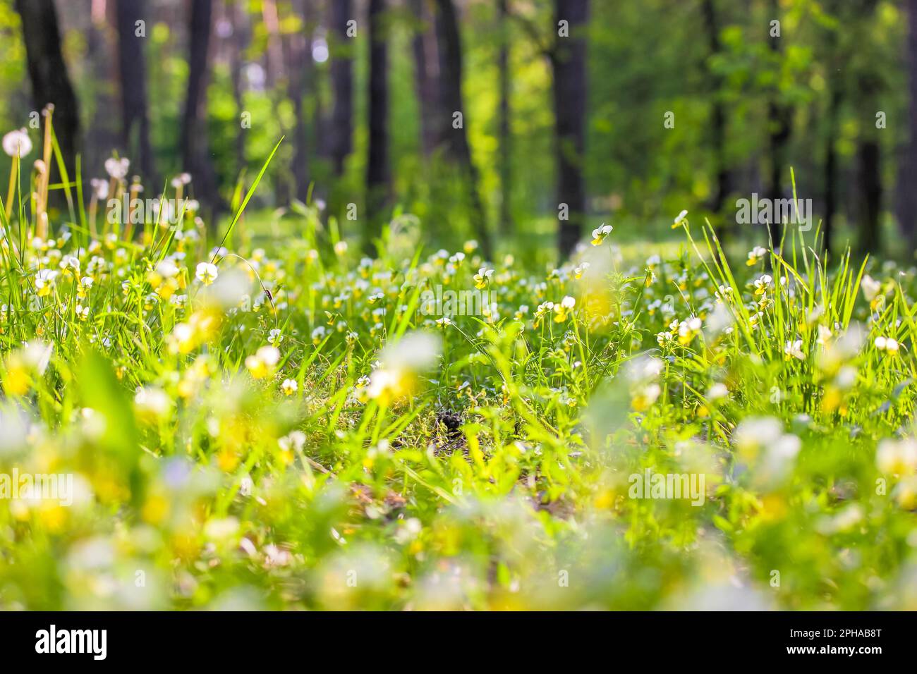 Field Pansy (Viola arvensis) in bloom, fresh green grass, plants in ...