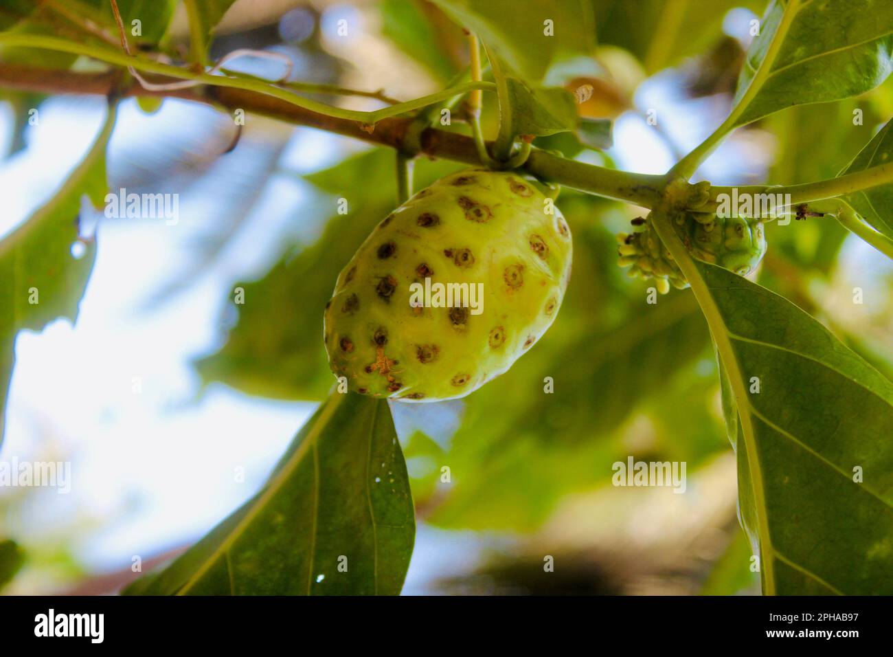 A bright yellow noni hangs delicately from a lush green branch ...