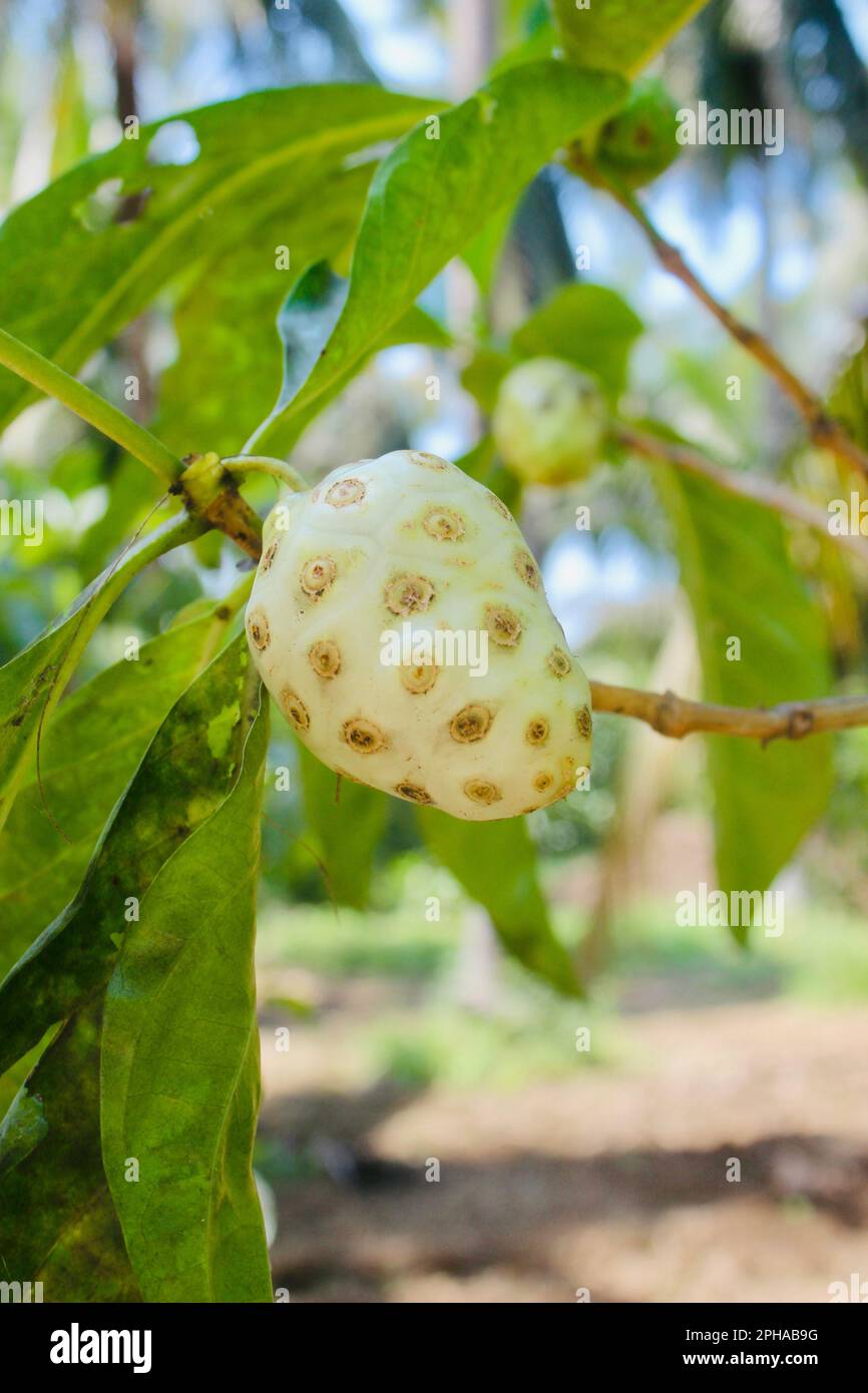 A bright yellow noni hangs delicately from a lush green branch ...