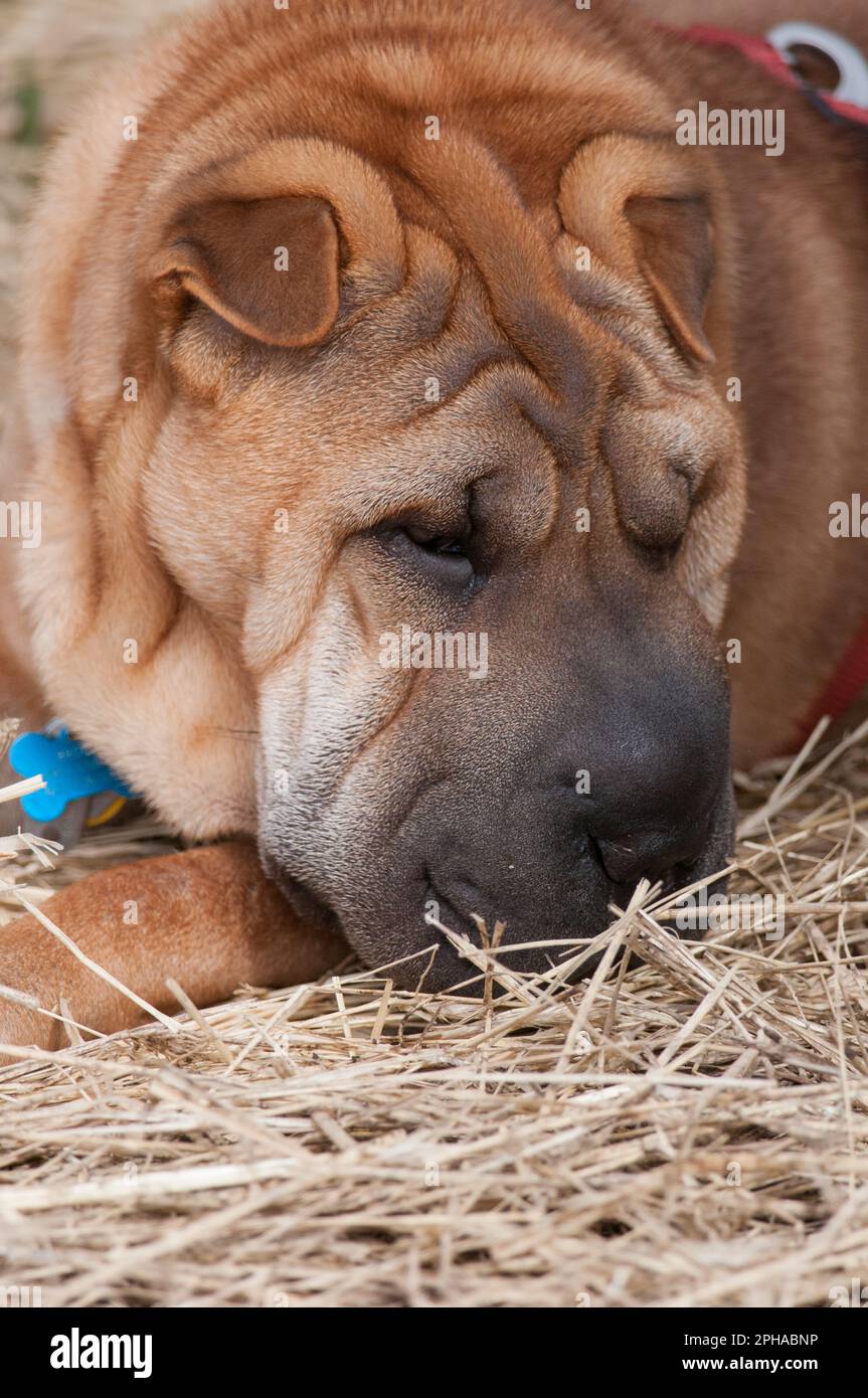 Sharpei laying in a pile of straw Stock Photo - Alamy