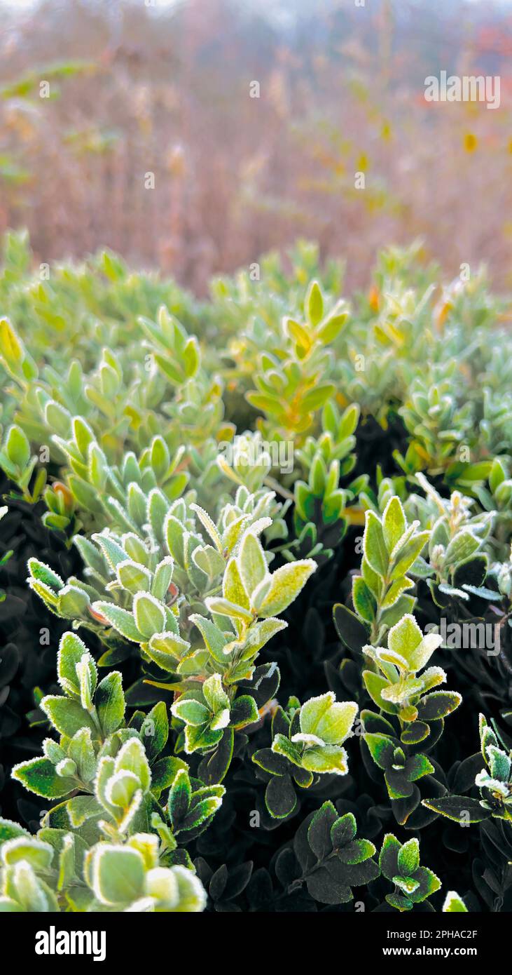A lush green bush with a light layer of ice. Buxus sempervirens, the ...