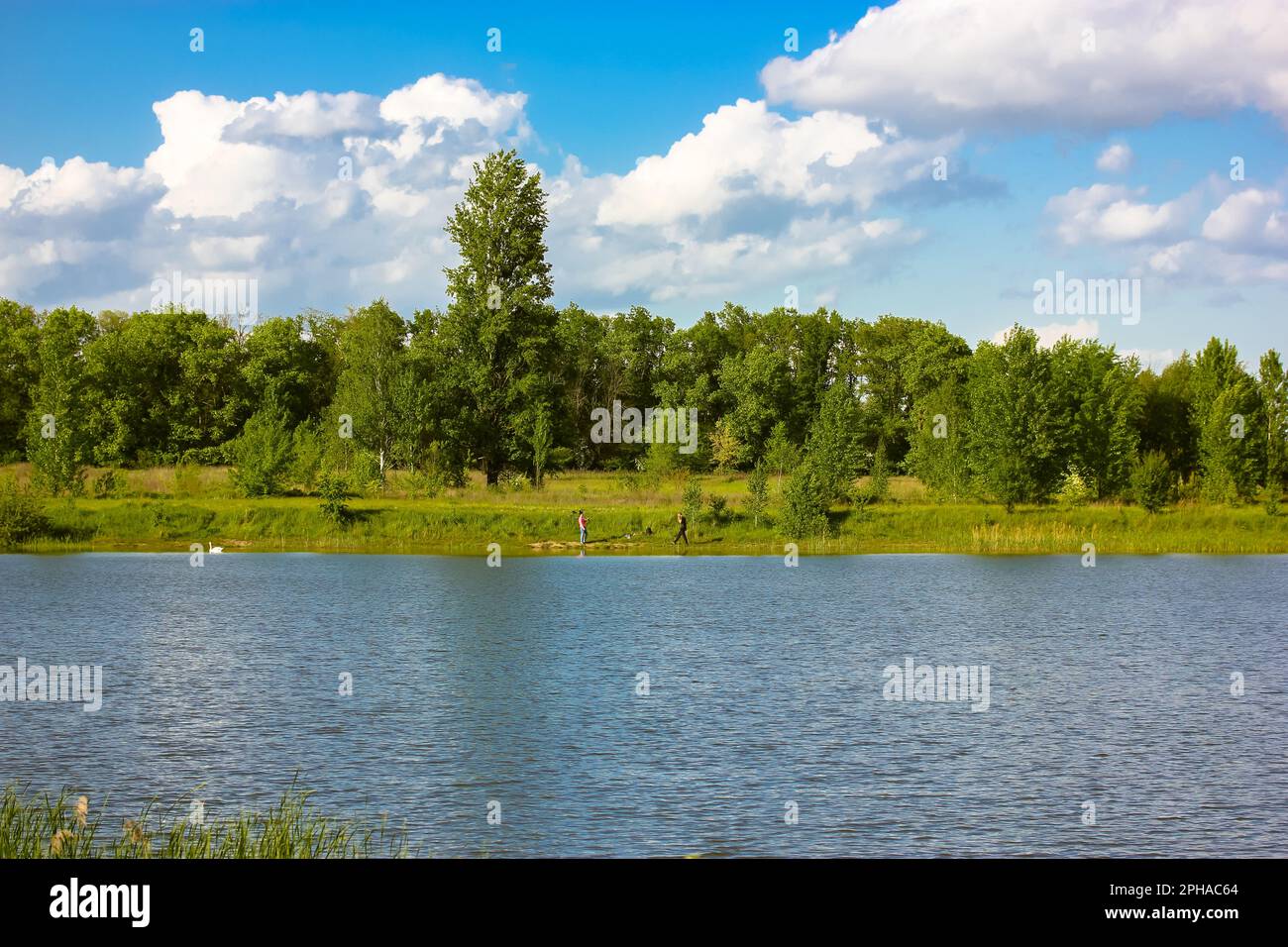 Green tree tops in a forest park zone of a coastal strip. Water bodies ...