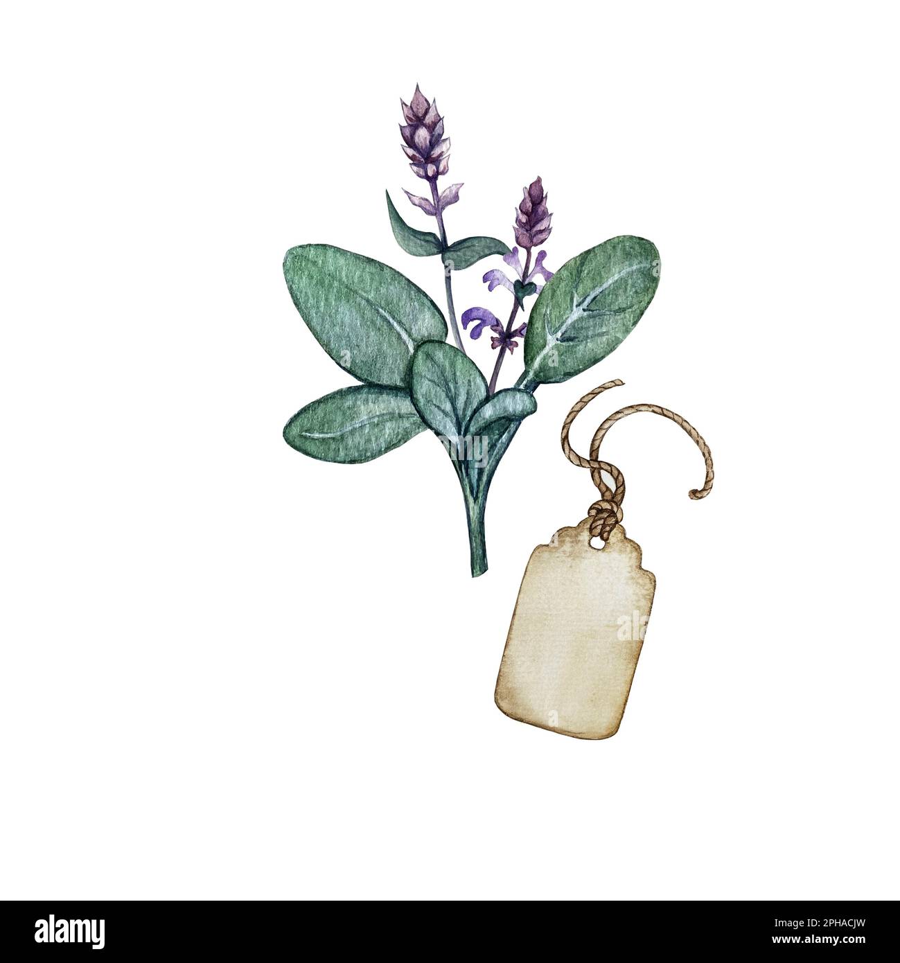 composition of sage and tag Stock Photo - Alamy