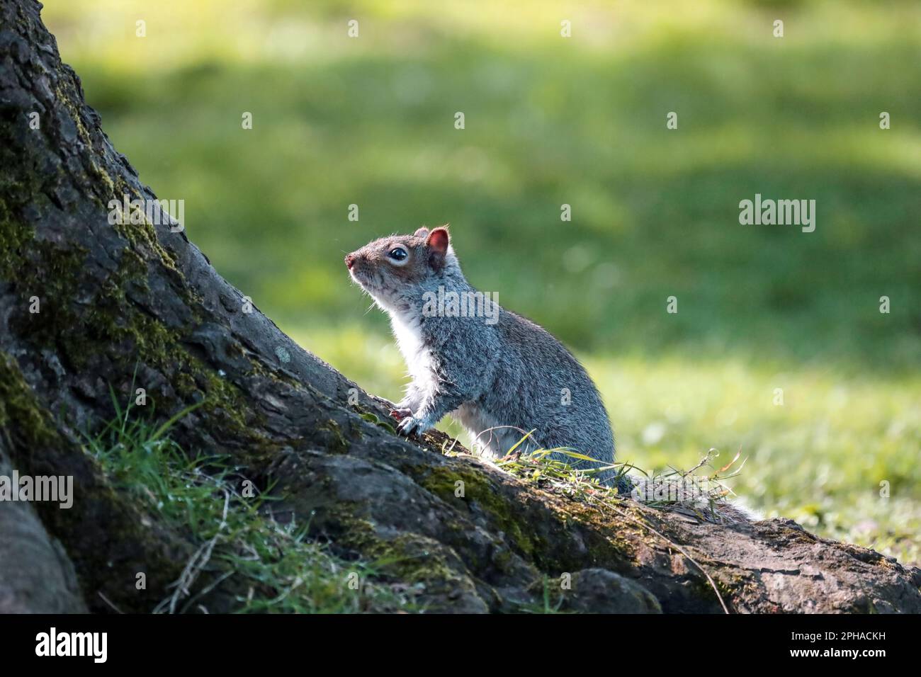 100 most invasive species hi-res stock photography and images - Alamy