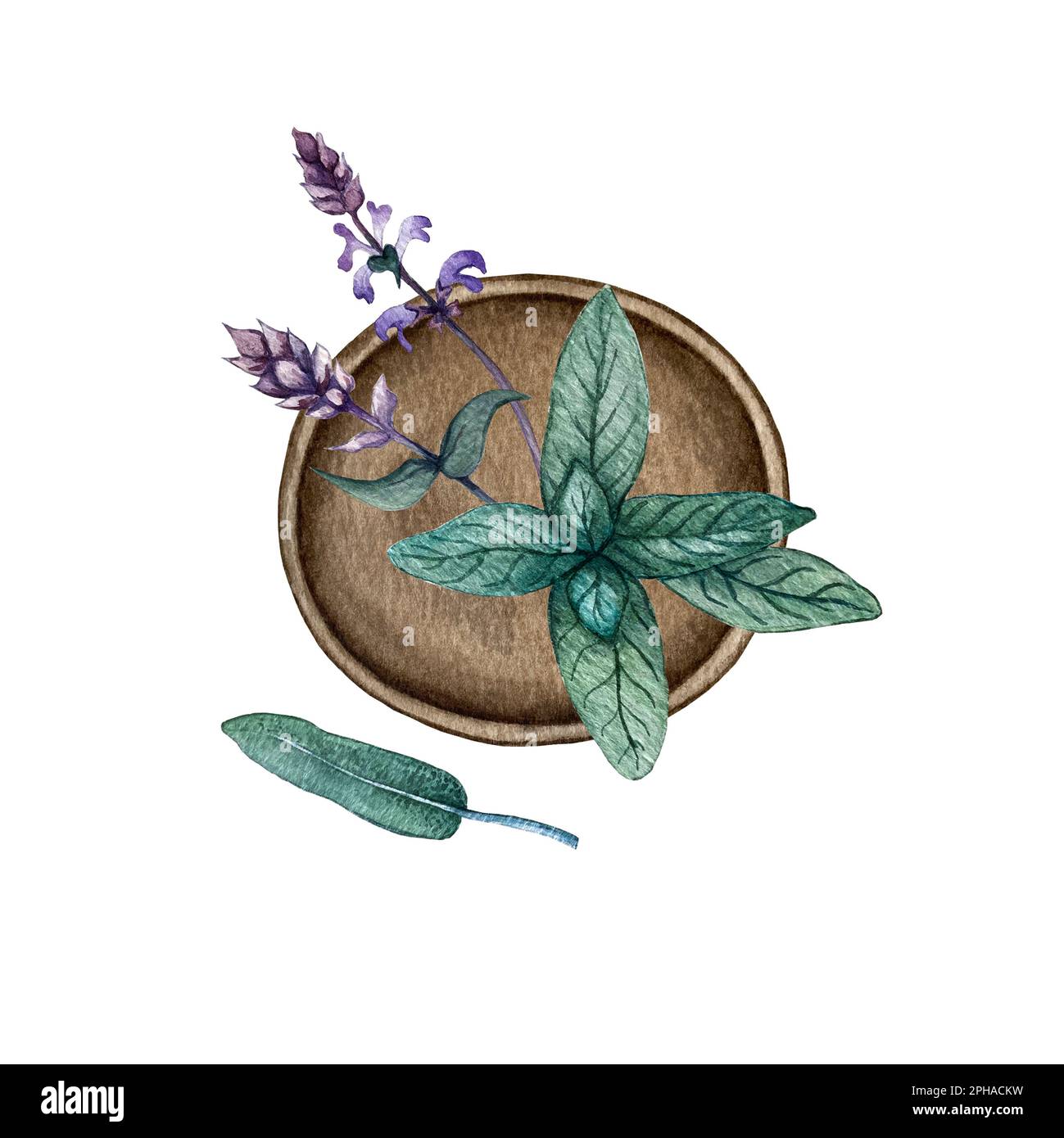 Sage watercolor Cut Out Stock Images & Pictures - Alamy