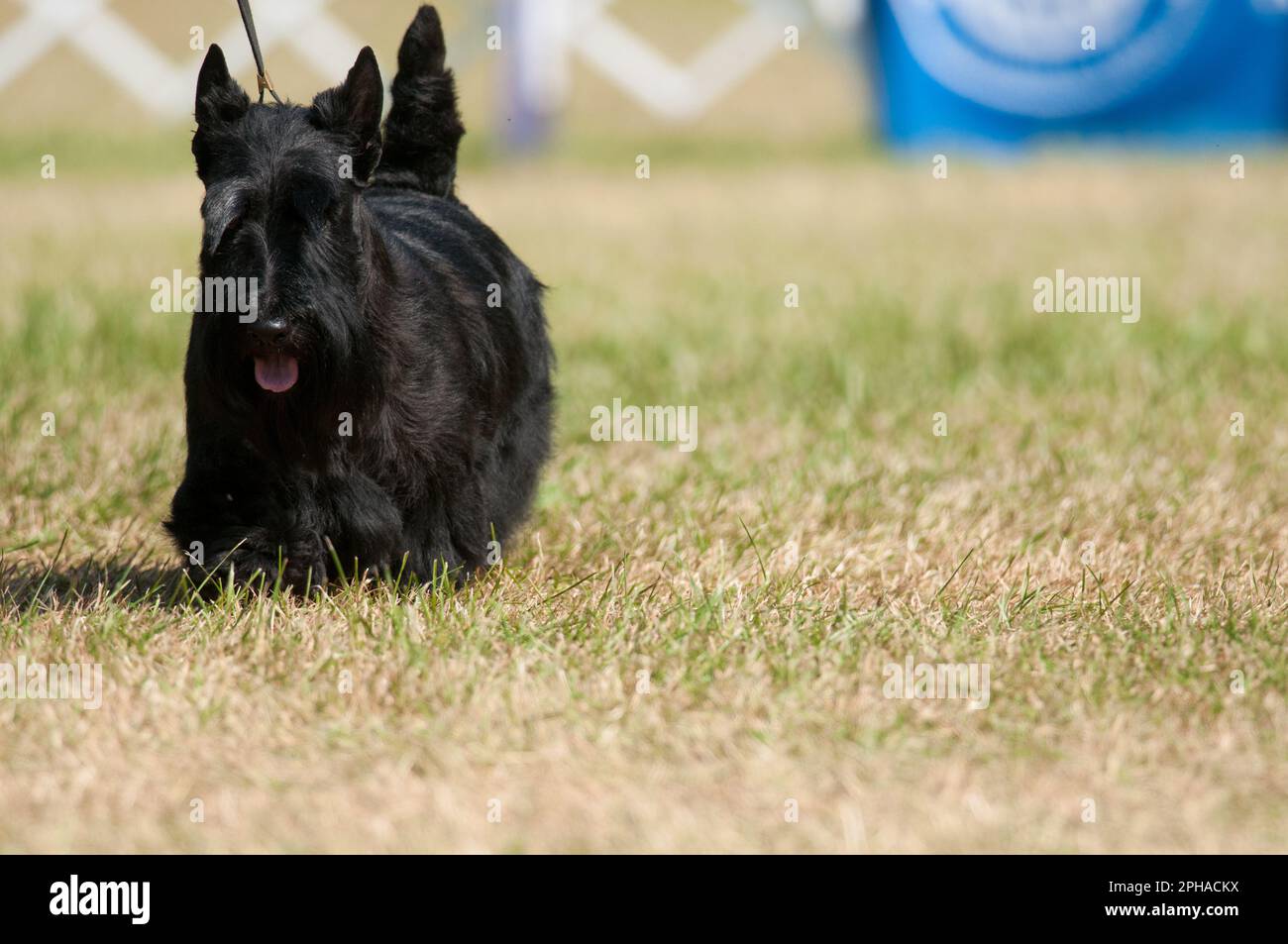 Scottish terrier hi-res stock photography and images - Alamy