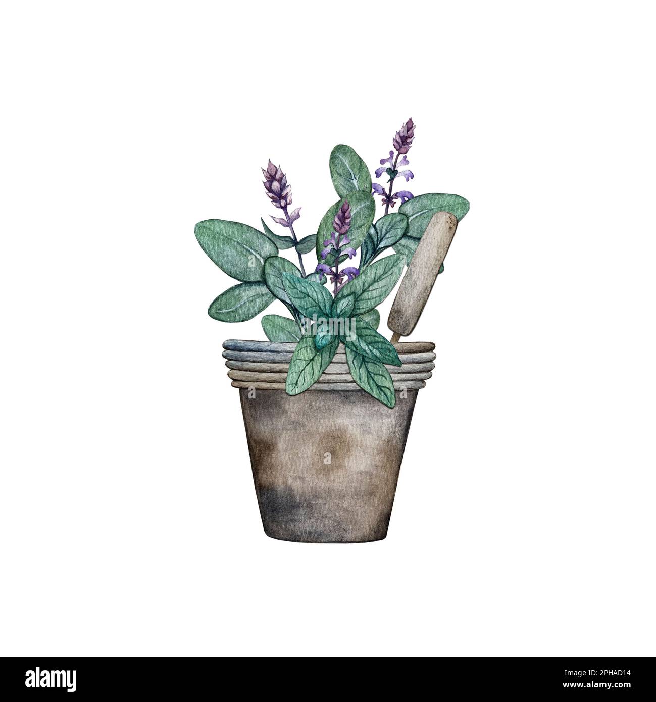 composition of sage, flower pot and tag Stock Photo - Alamy