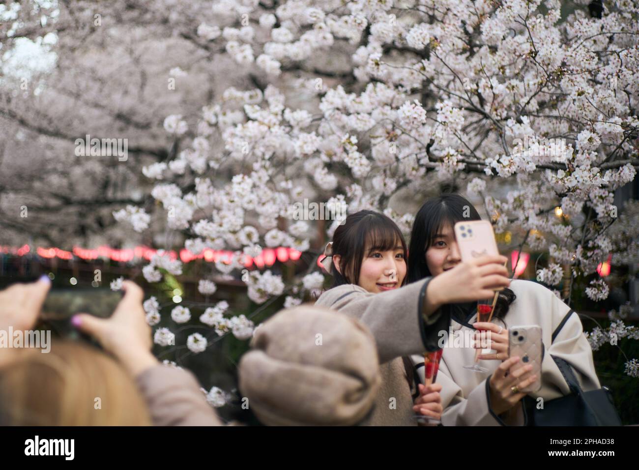 Tokyo, Japan. 27th Mar, 2023. People take selfies with cherry blossoms along the Meguro River in ...