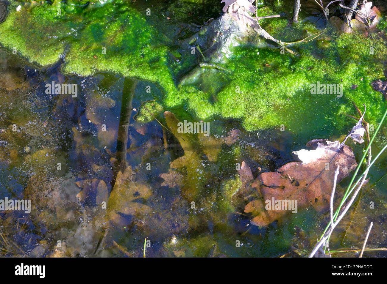Stagnant water with algae and dry leaves in decomposition, poor non ...