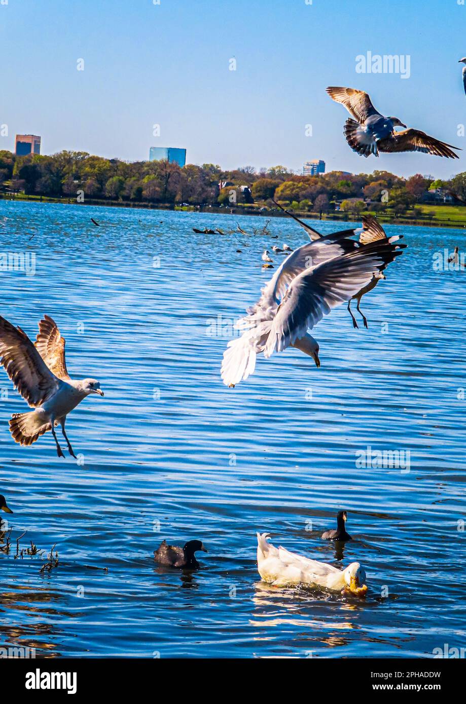 Waterside birds hi-res stock photography and images - Alamy
