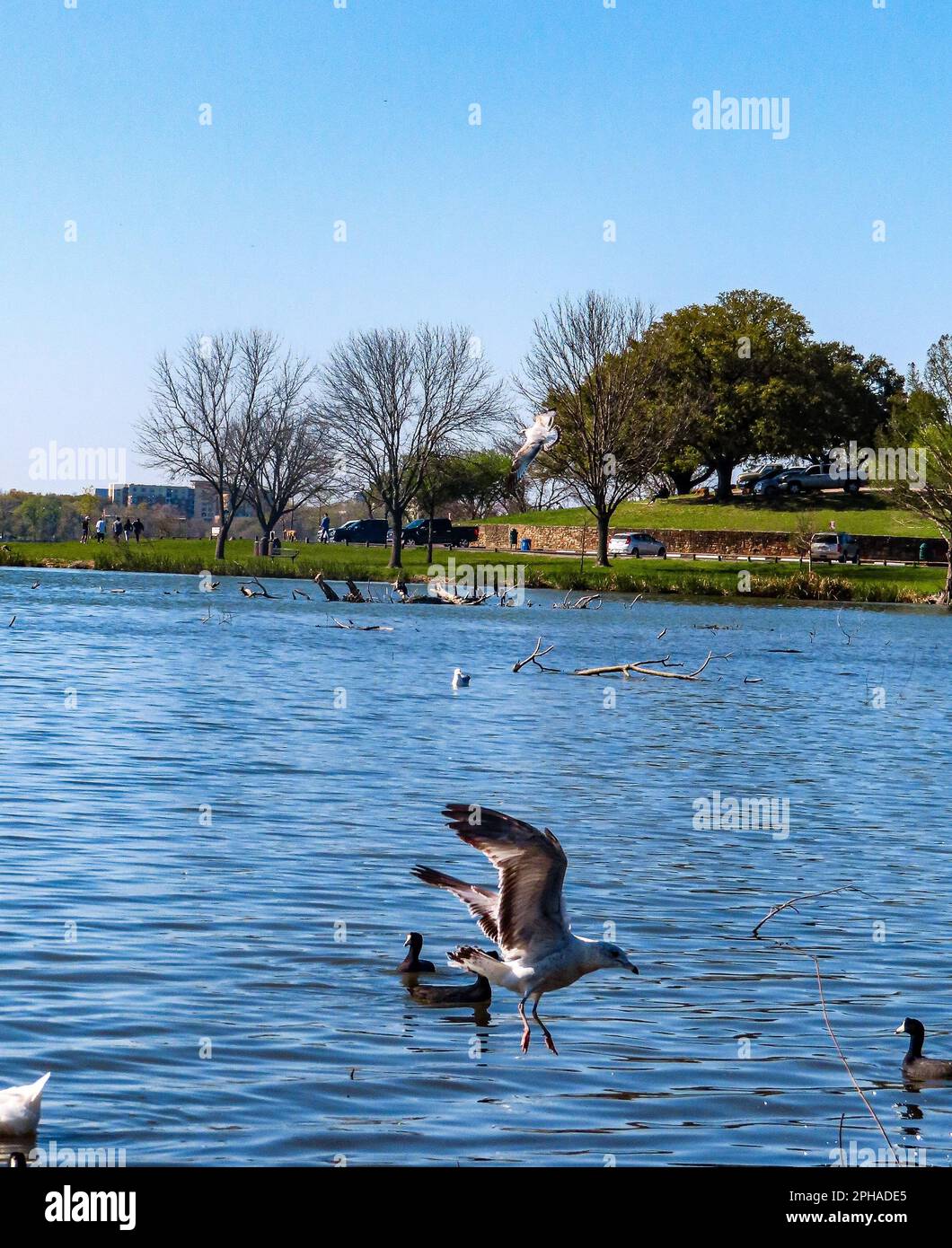 Waterside birds hi-res stock photography and images - Alamy