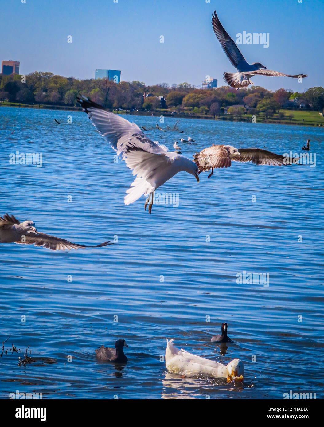 A large flock of birds gliding and diving gracefully over a tranquil ...