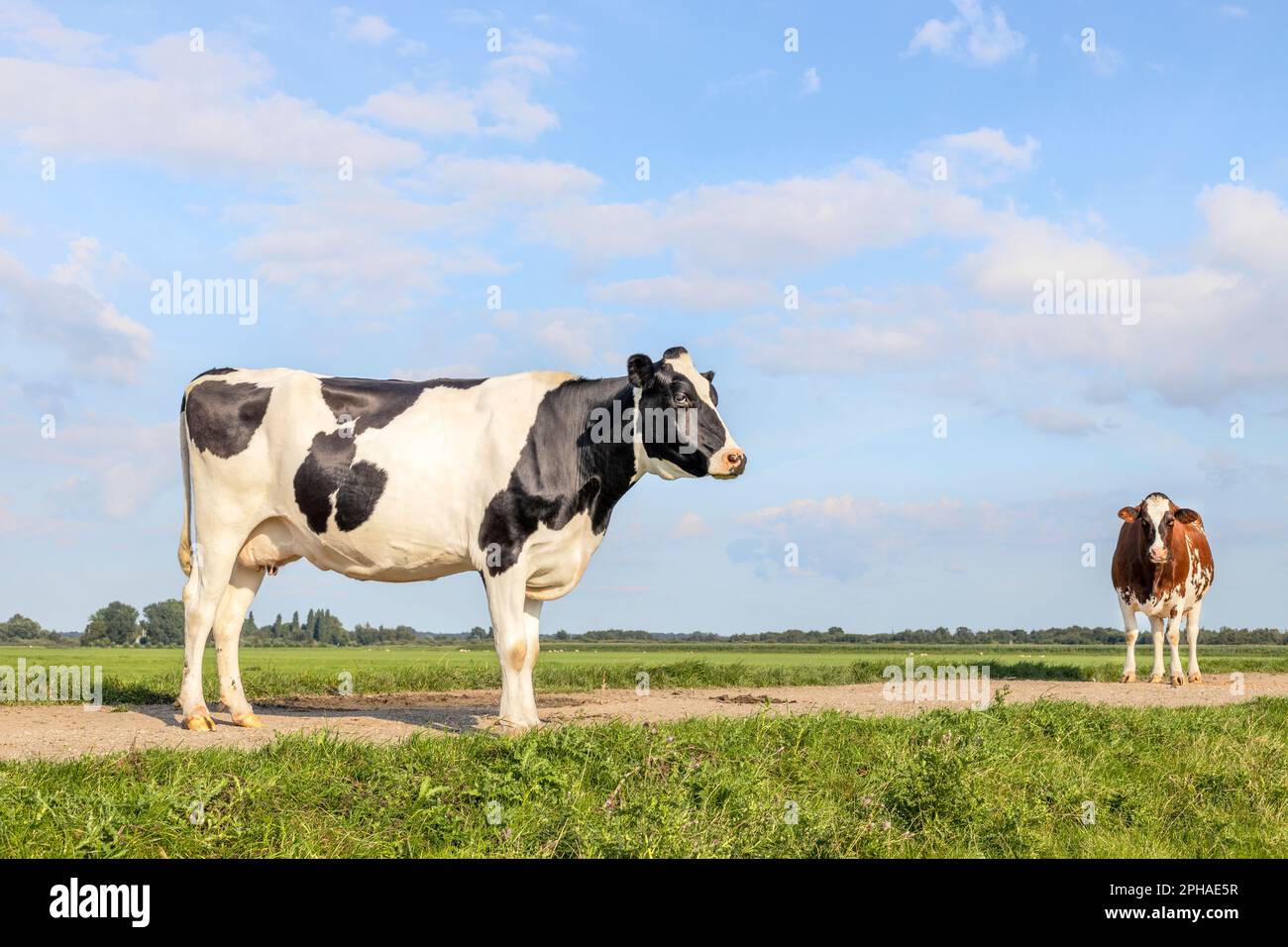2 Cows milk cattle black and white, standing on a path, Holstein cattle ...