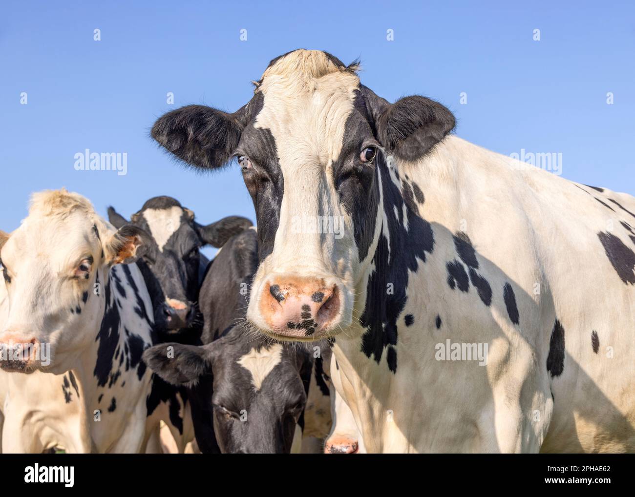 Face of a cow black and white looking, pink nose, in front of a herd ...