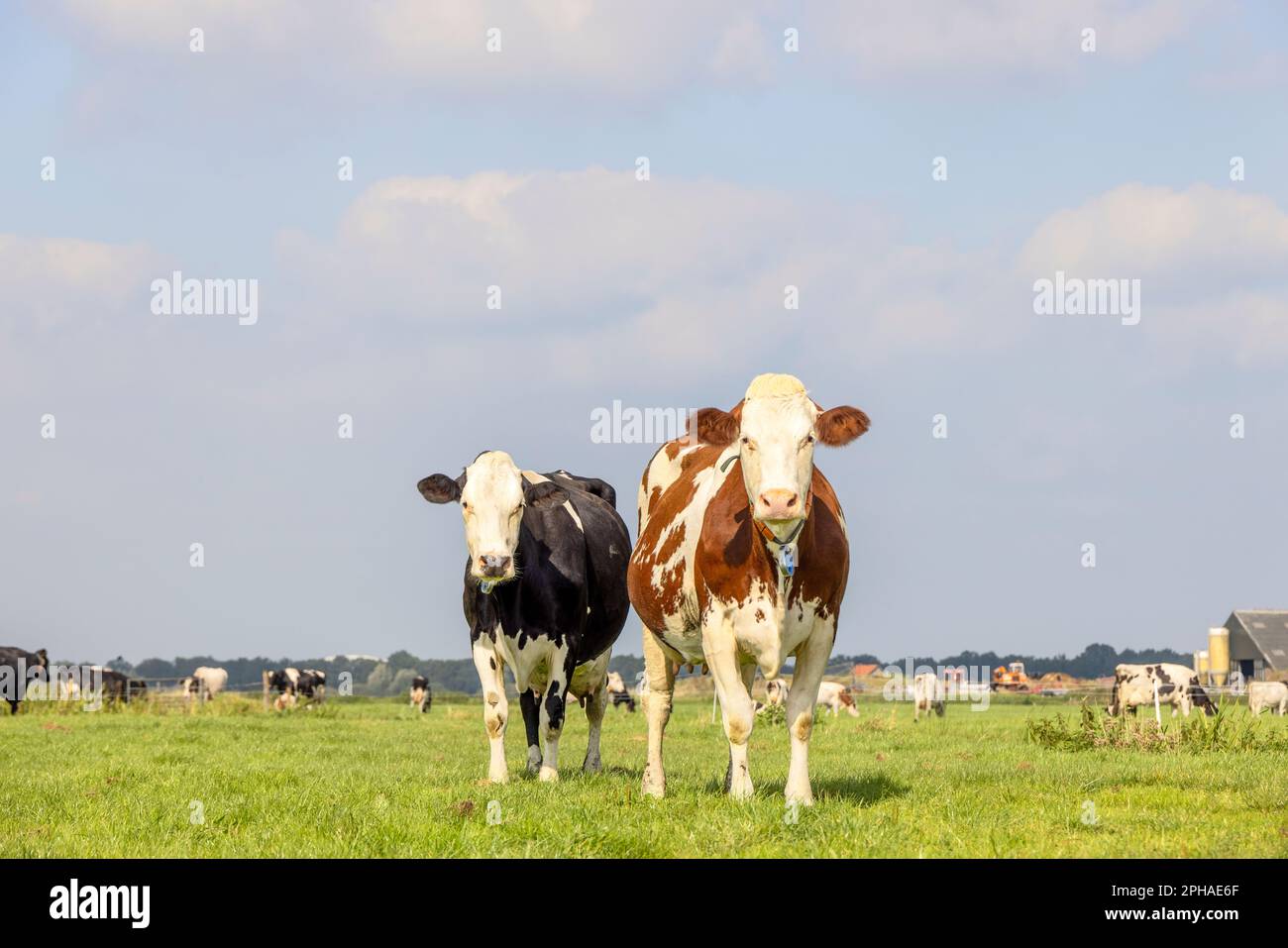 2 cows black red and white, standing full length upright side by side ...