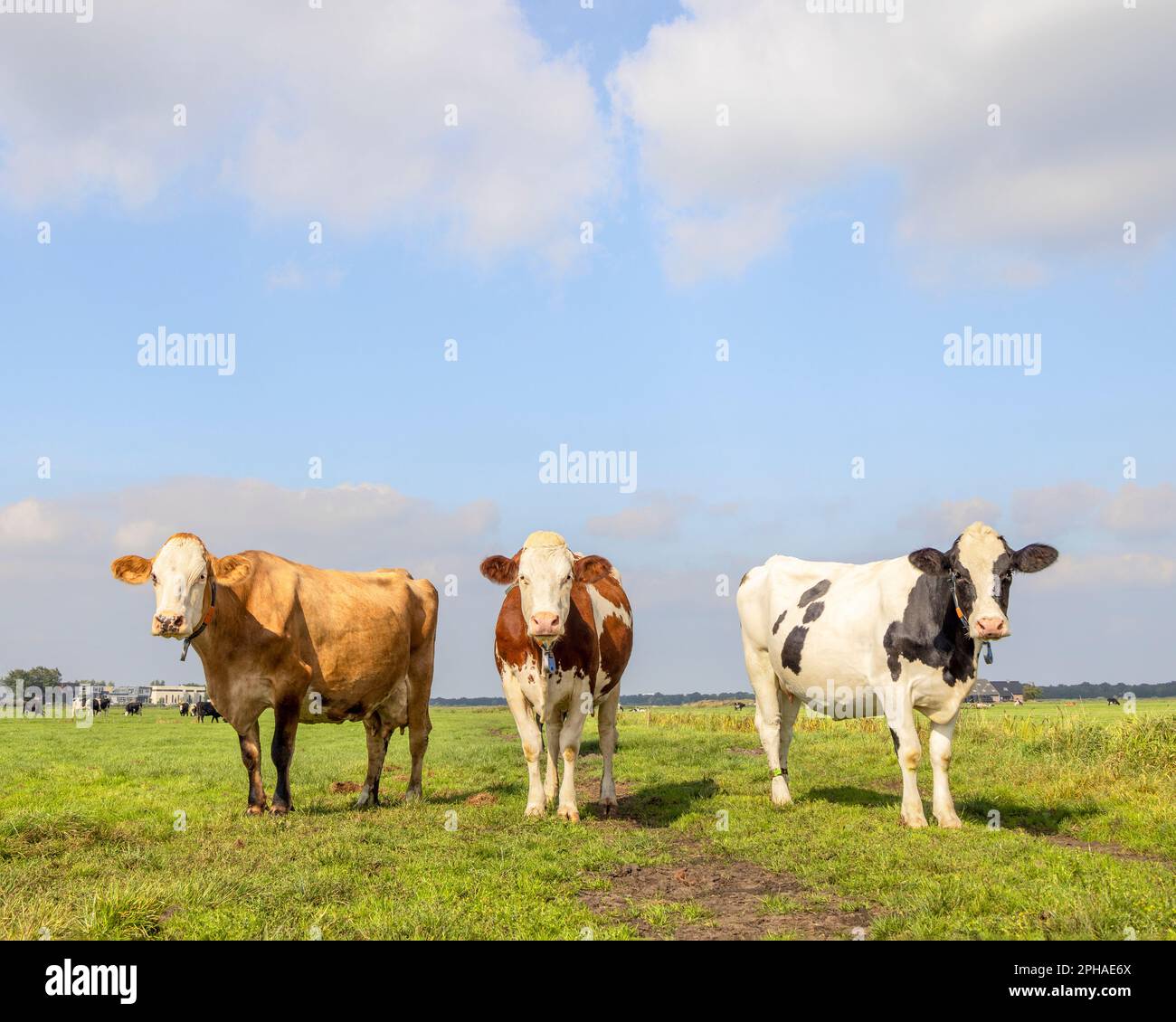 Group of cows grazing in the pasture, peaceful and sunny and a blue sky ...