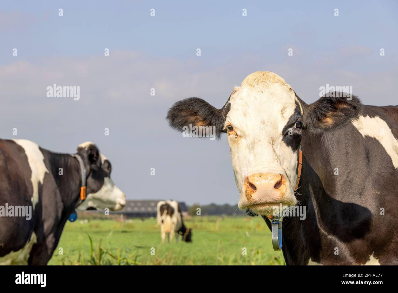 Cow head looking inquisitive, at the corner right side medium shot of a ...