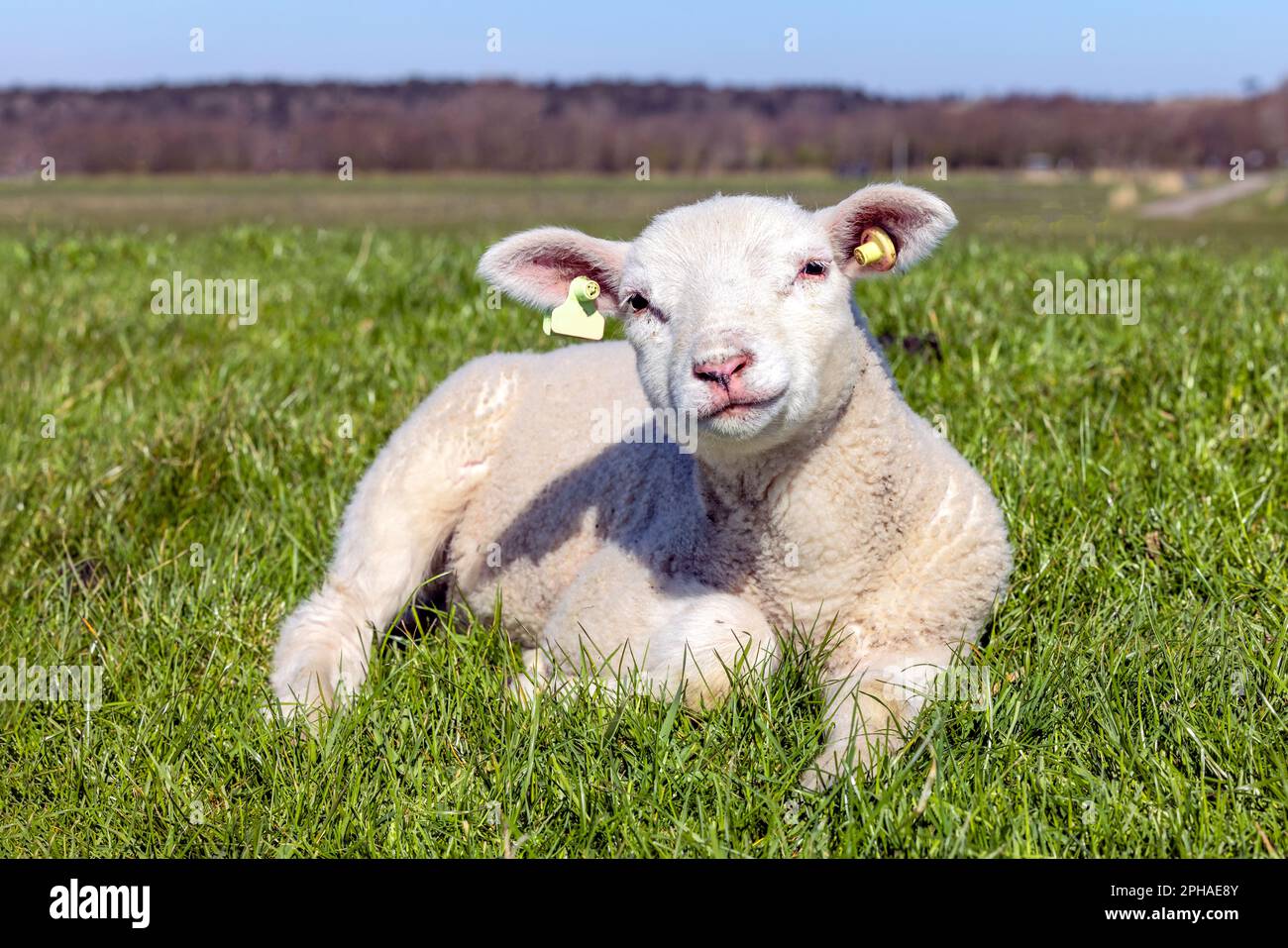 Little lamb, happy looking friendly, white lambkin laying down relaxed ...