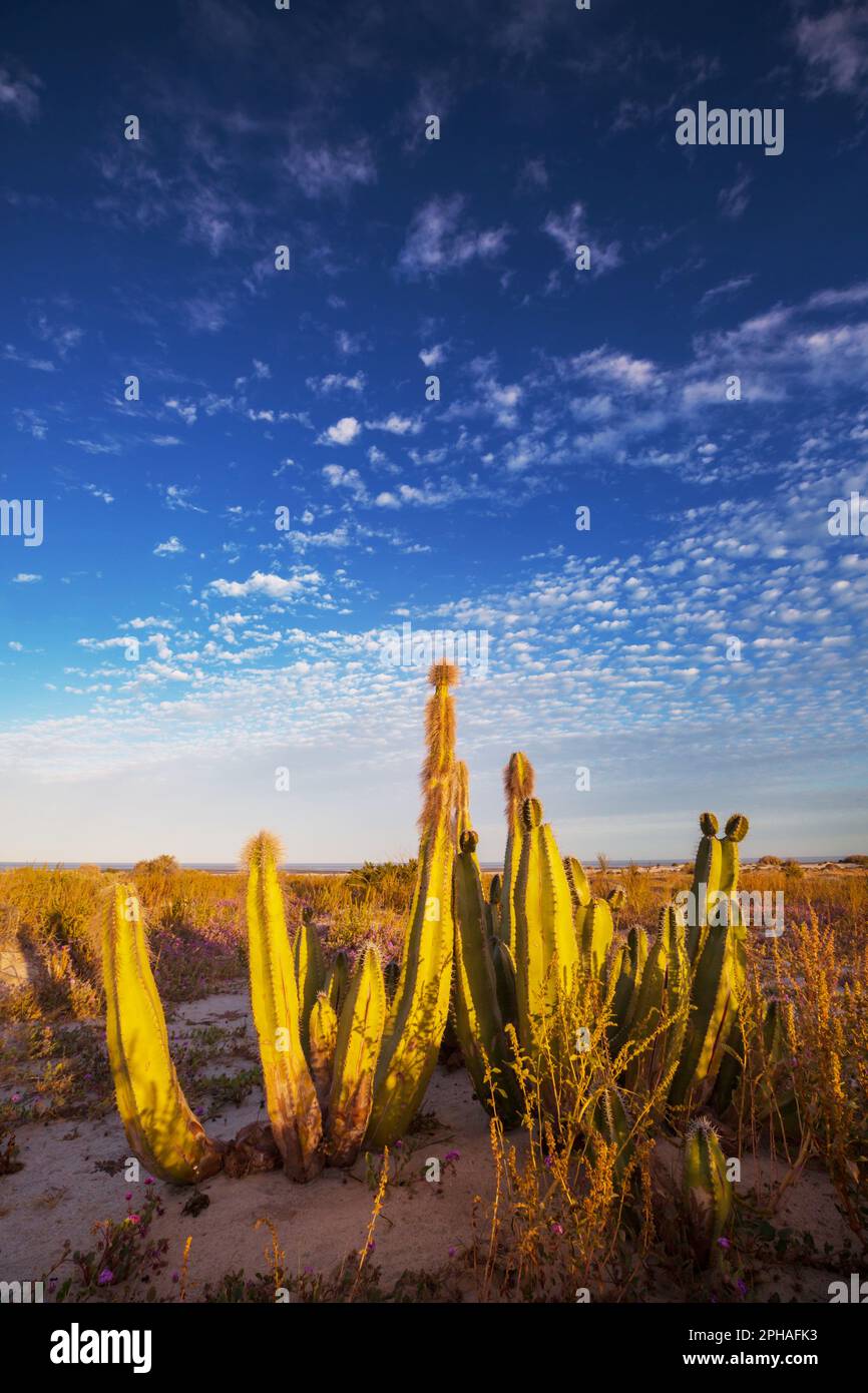 Cactus fields in Mexico, Baja California Stock Photo - Alamy