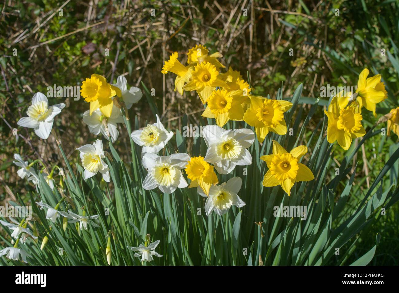 Daffodils daffodil flower hi-res stock photography and images - Alamy
