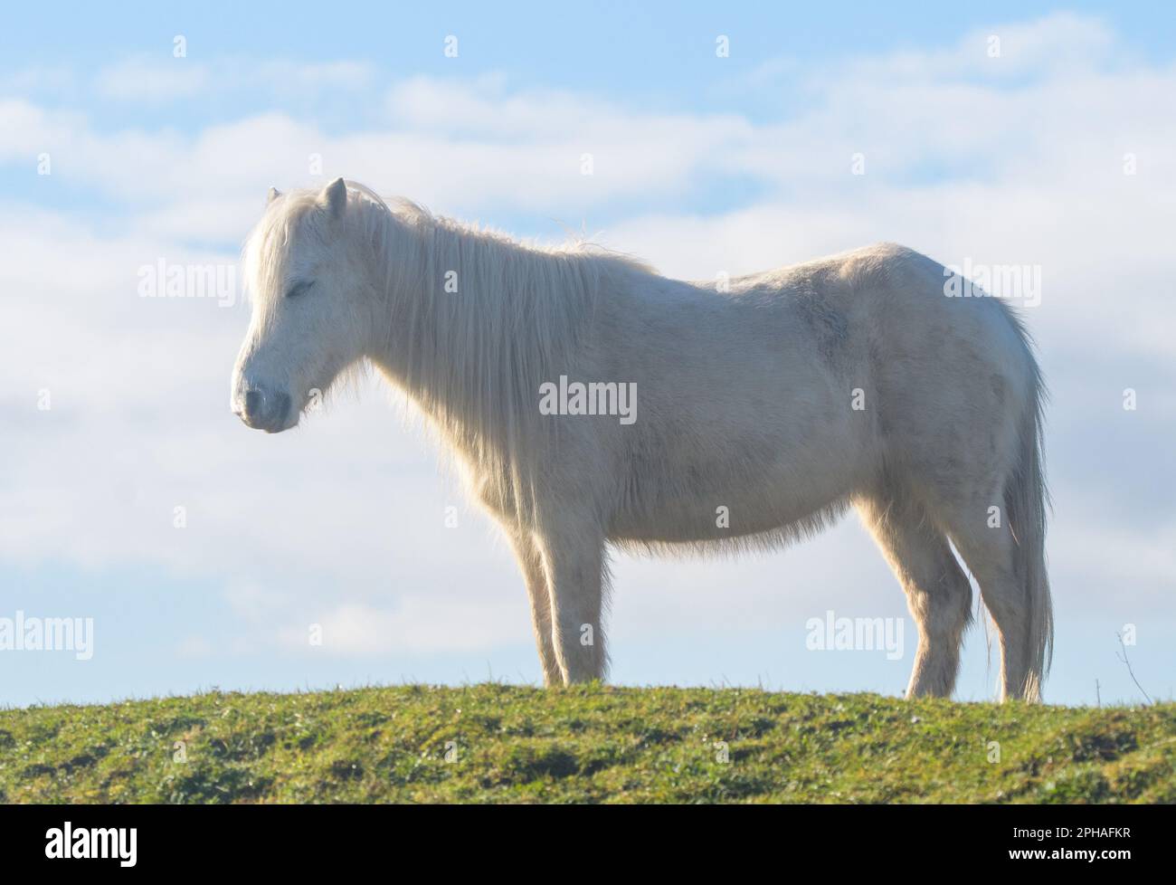 Carneddau wild pony Stock Photo - Alamy