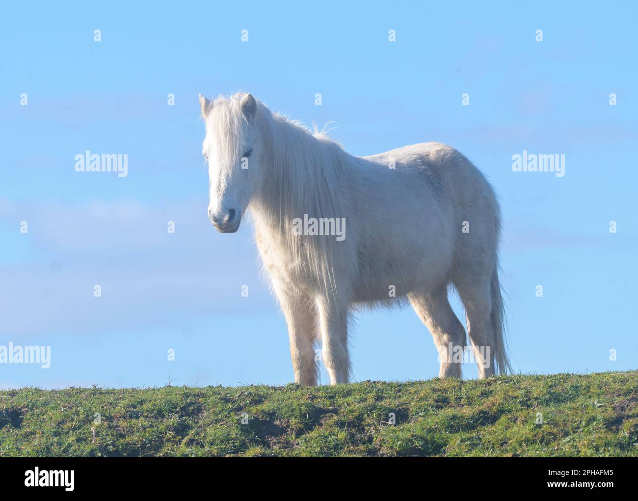 Carneddau pony close up hi-res stock photography and images - Alamy
