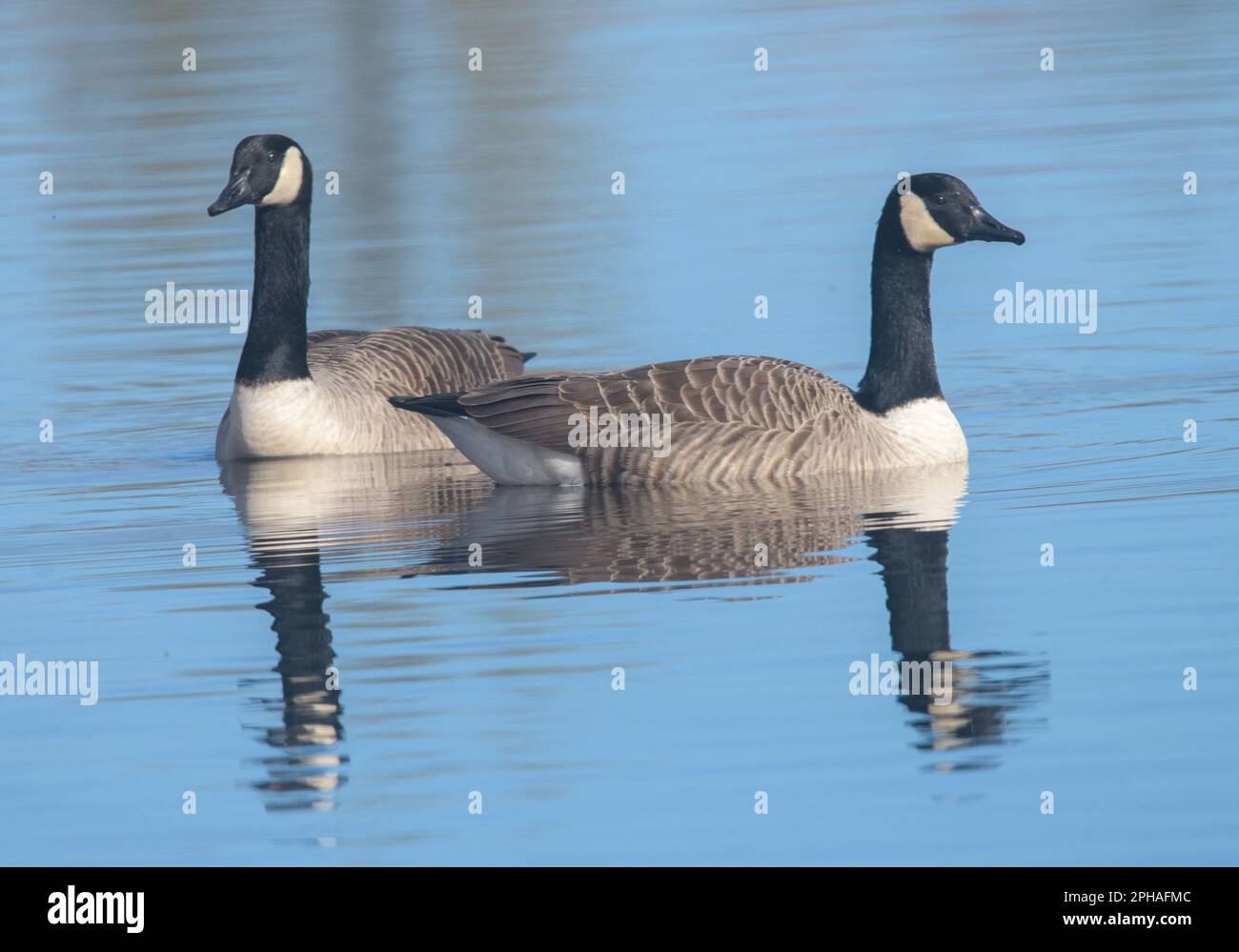 Pair of Canada Geese (Branta canadensis Stock Photo - Alamy